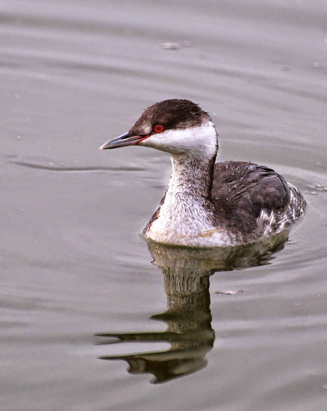 HOODED GREBE photos - wallpapers | the fun bank